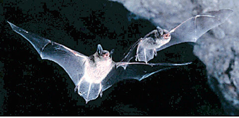 The Bat Lady wings to the Northwest Stream Center - Mill Creek Beacon