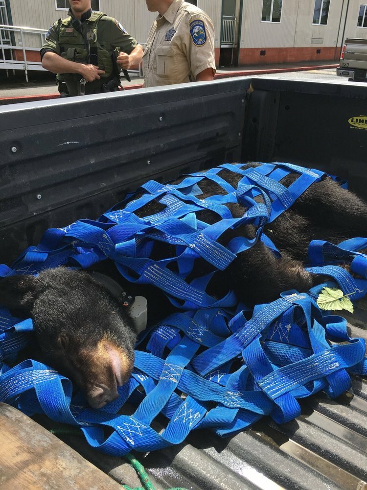 Bear cub captured in Harbour Pointe - Mukilteo Beacon