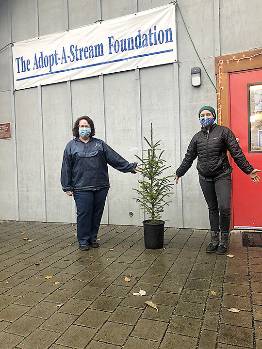 Adopt a Stream offering live holiday trees | Holiday Cheer - Mukilteo ...