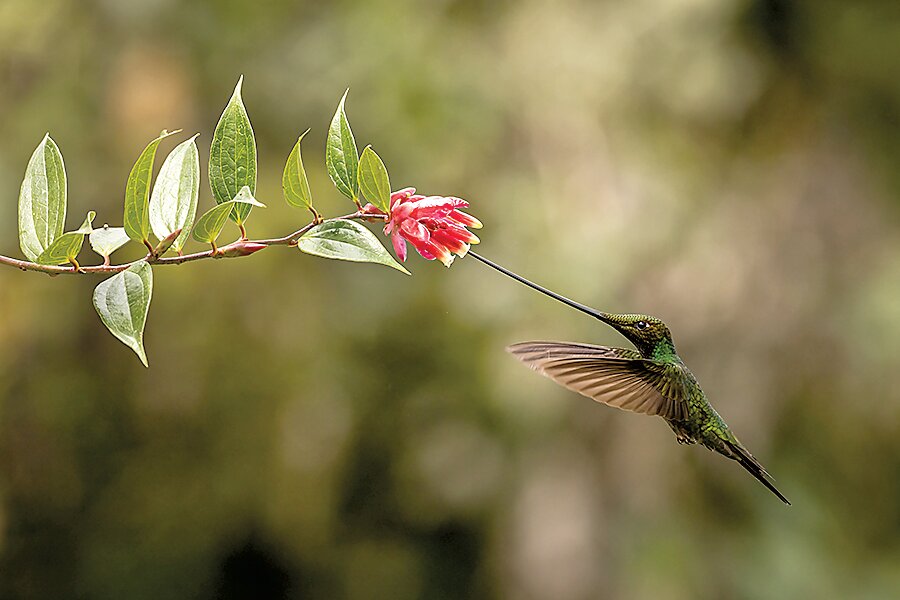 Bird Fest speaker Gregory A. Green flies around the world to photograph ...
