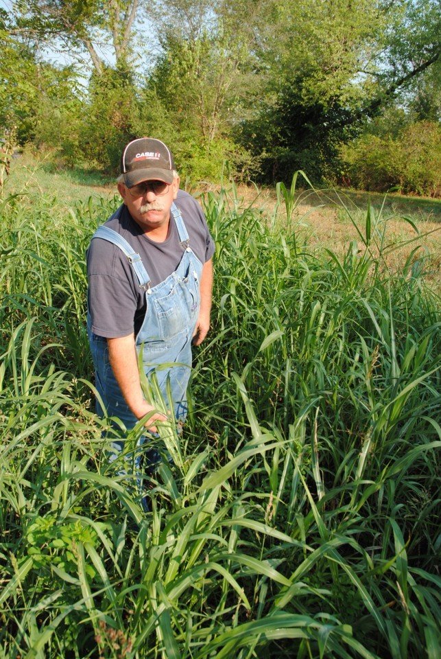 Multiple cattle deaths blamed on toxic Johnsongrass | Bolivar Herald ...