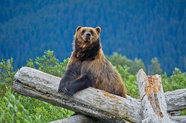The bear facts: Are most Alaskans killed by wildlife? | The Chestnut ...