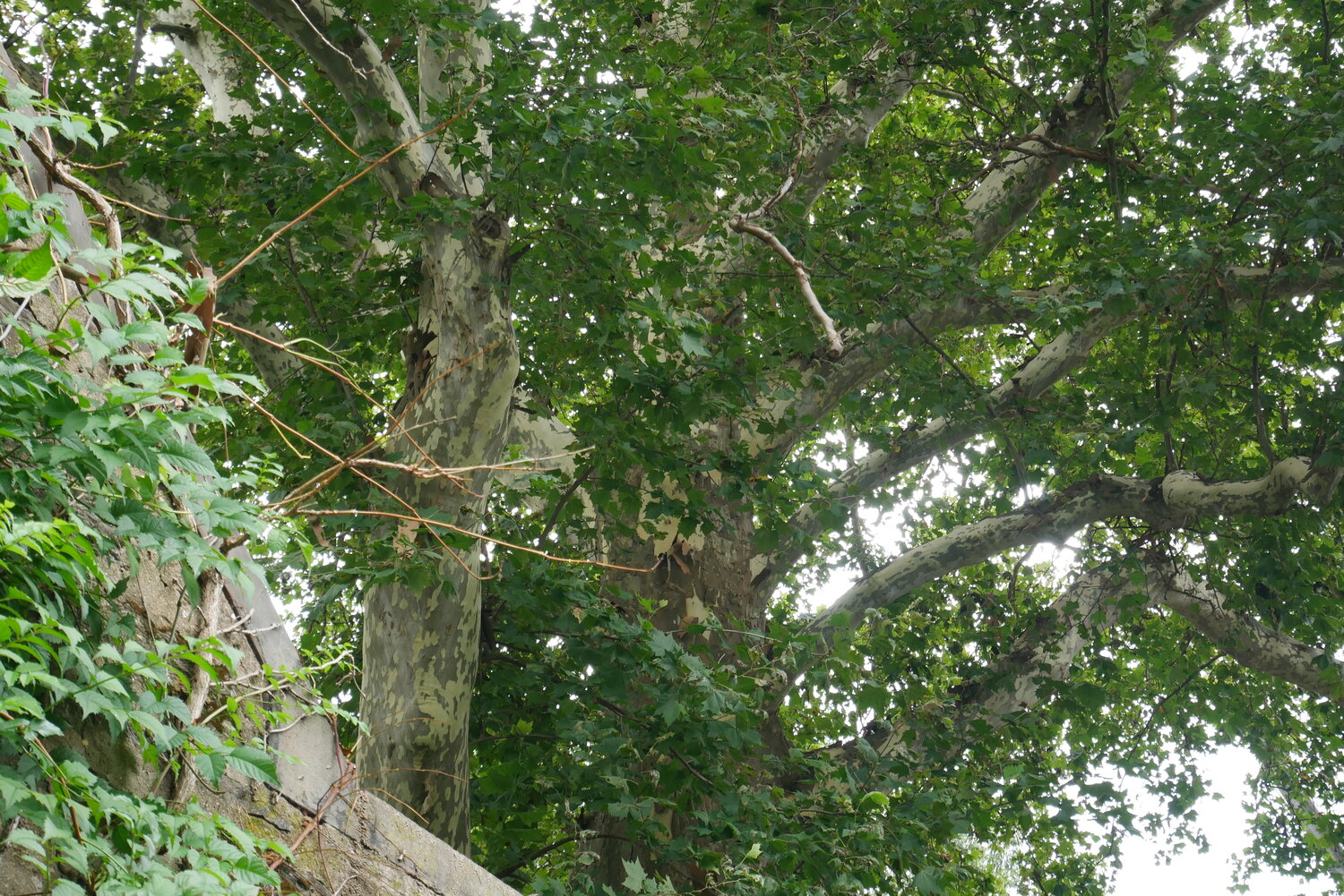 Historic sycamore tree removed | The Chestnut Hill Local