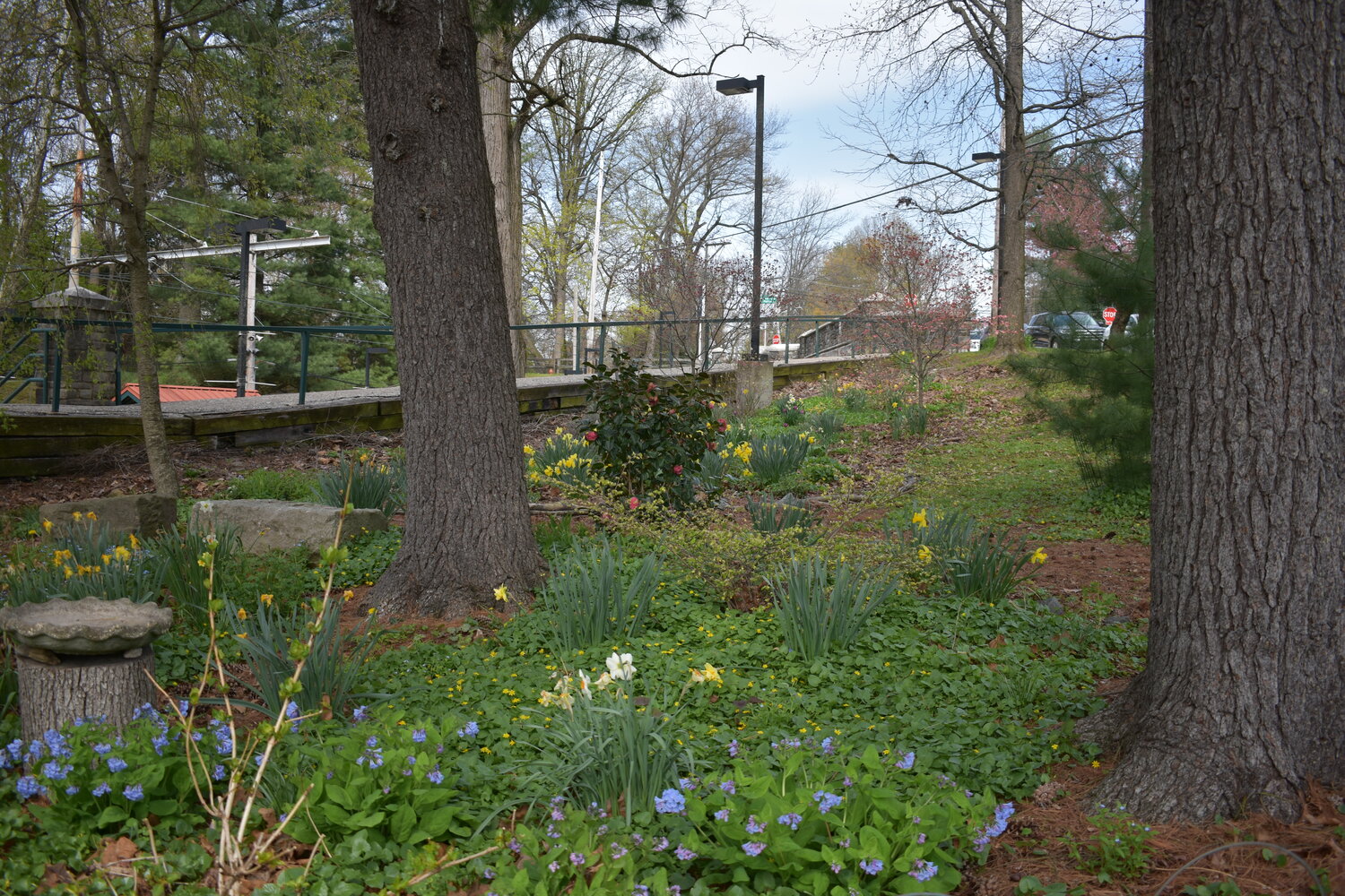 Native garden makeovers continue at Chestnut Hill stations | The ...