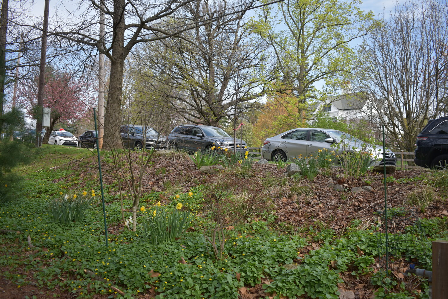 Native garden makeovers continue at Chestnut Hill stations | The ...