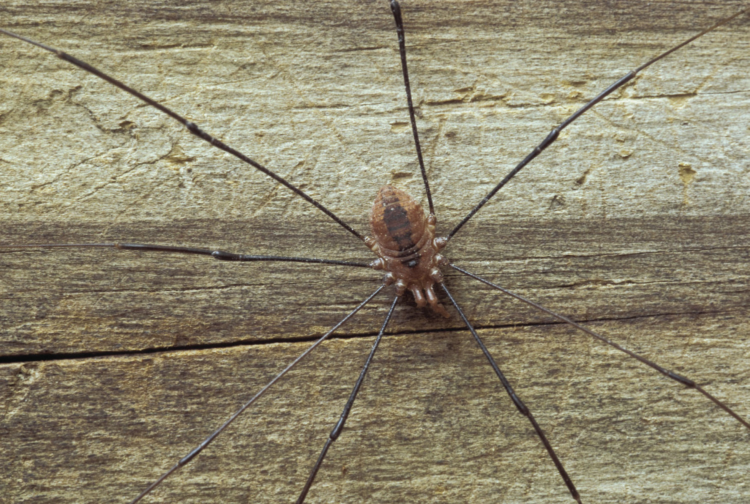 Animal of week: Harvestman (daddy longlegs) | Christian County ...