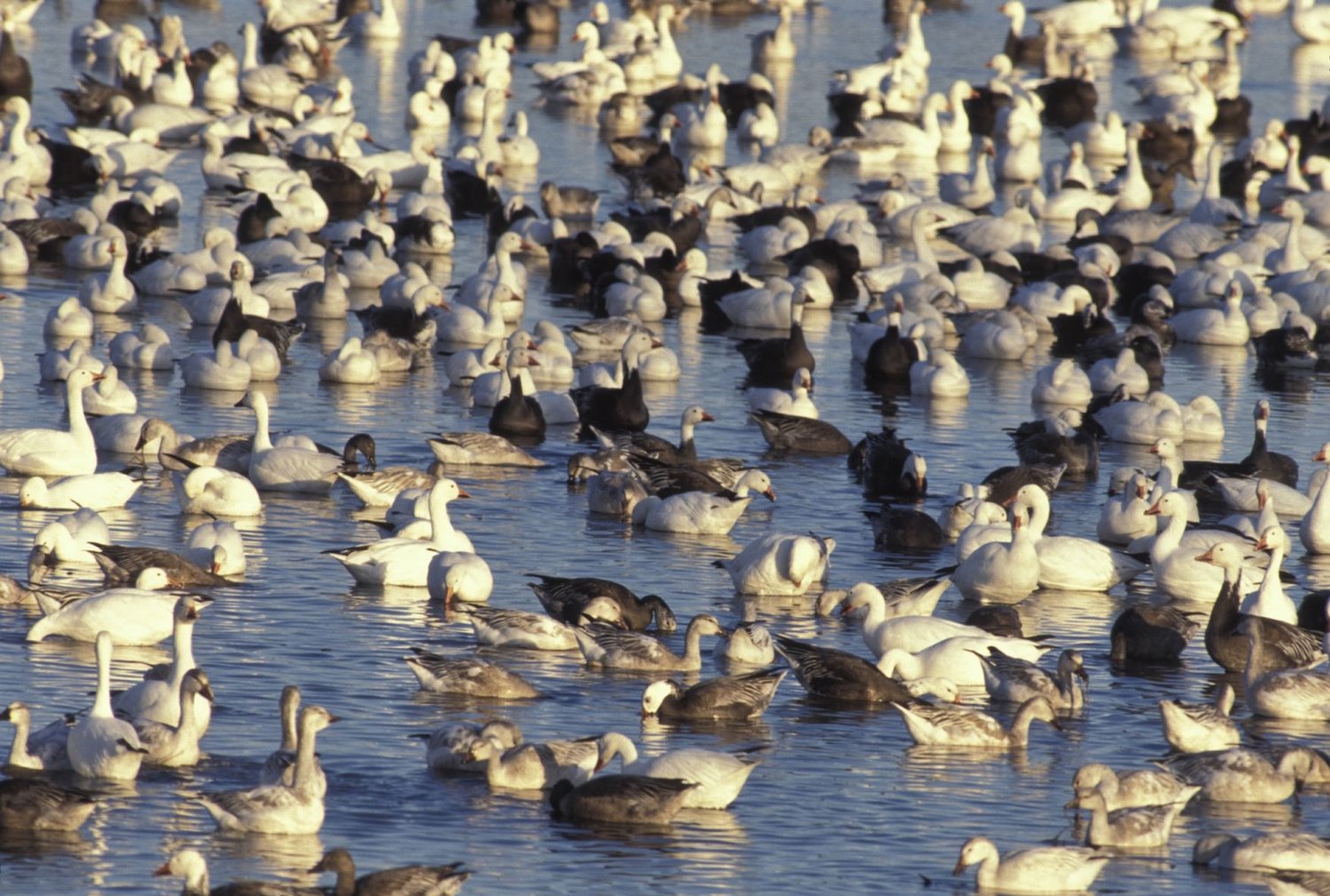 A heavy population leads to a light goose conservation order ...