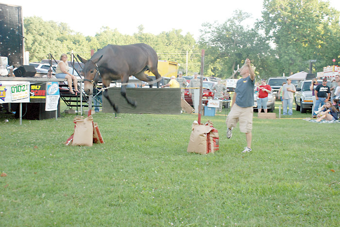 Ozark mules jump way into the WSJ | Christian County Headliner News