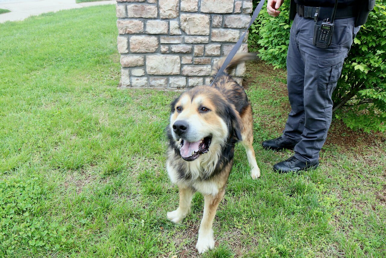 4 The Love of K9s dog rescue helps Nixa Animal Control with 1,000 dogs ...