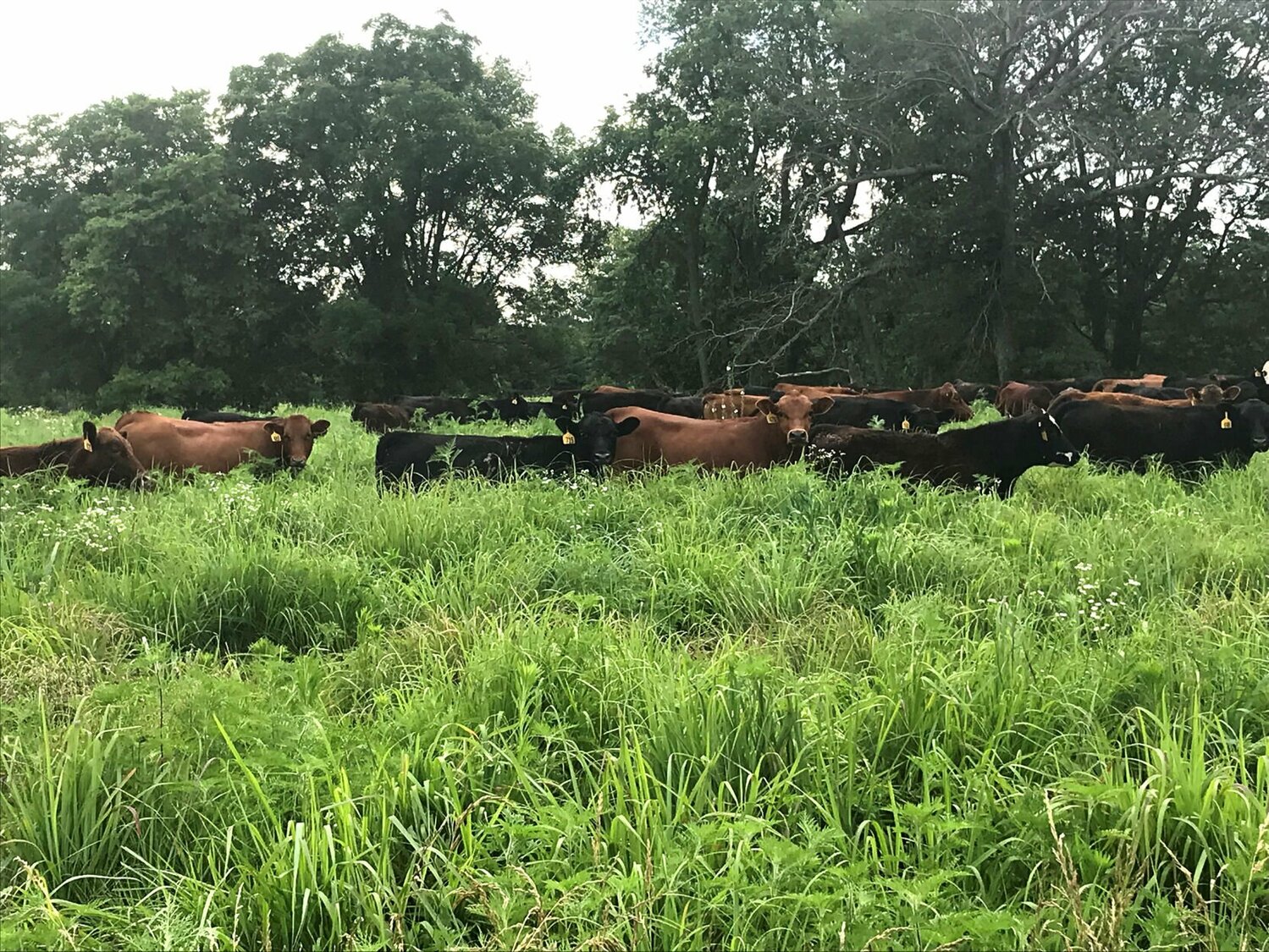 Warm-season grass workshop is Feb. 11 in Mount Vernon | Christian ...