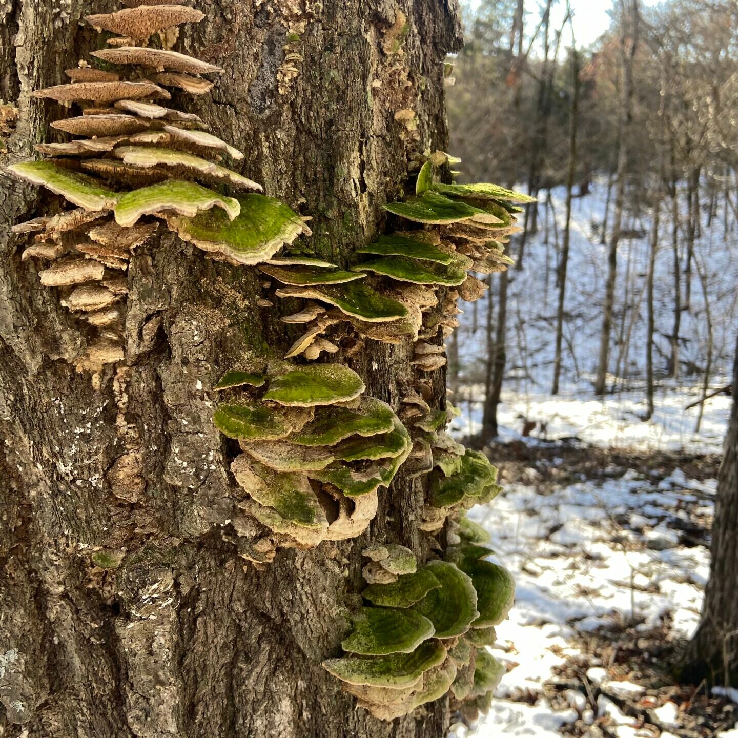 Edibile and medicinal plant hike registration open - Harrison Daily