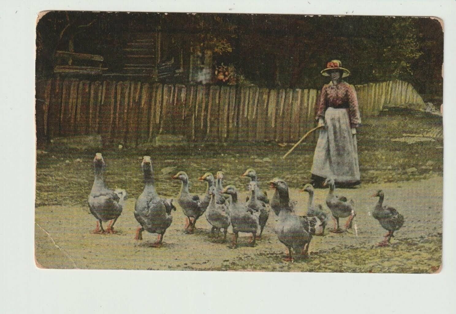 Goose herding - Harrison Daily