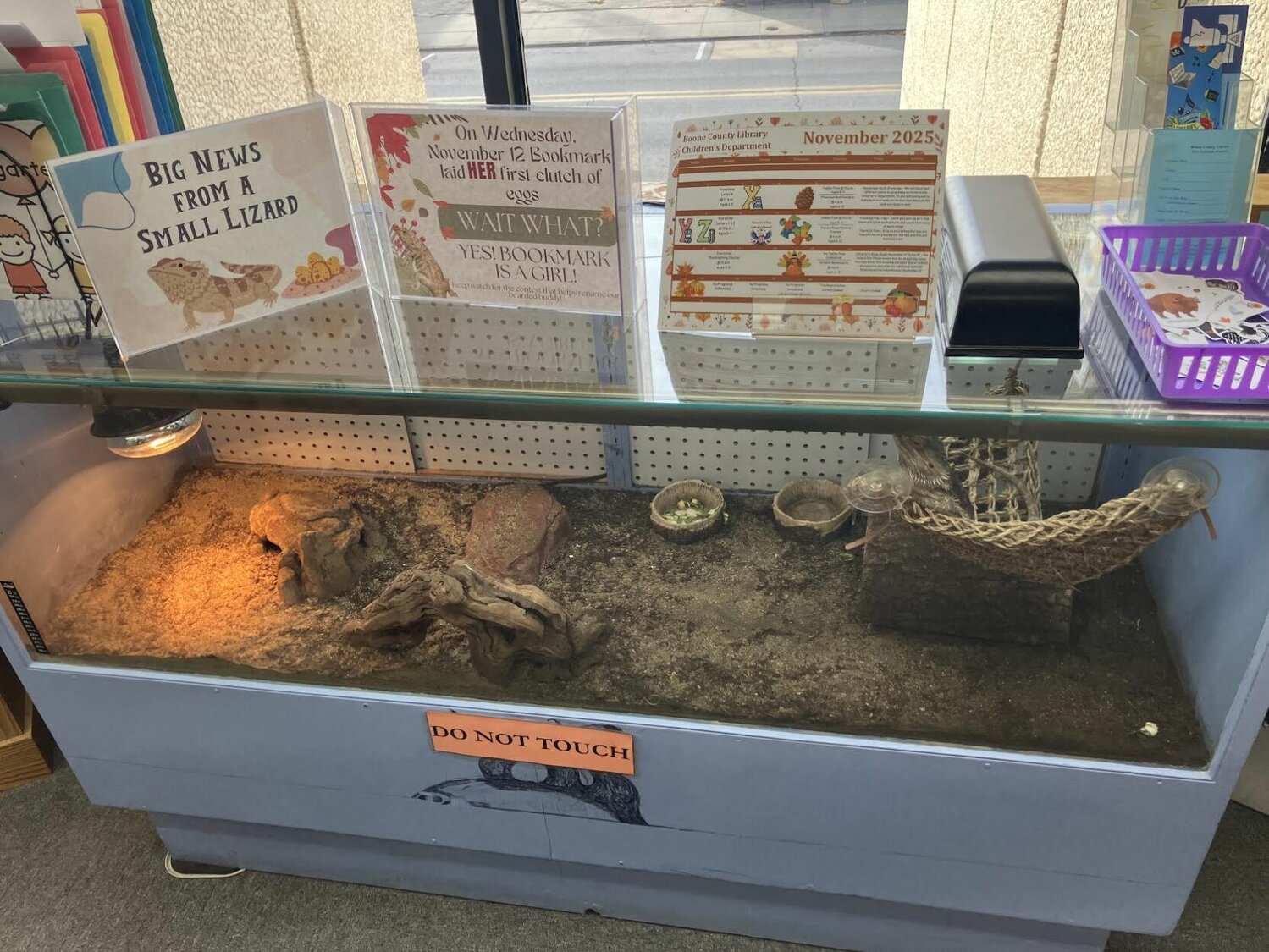 Library lizard lays eggs; stuns staff - Harrison Daily