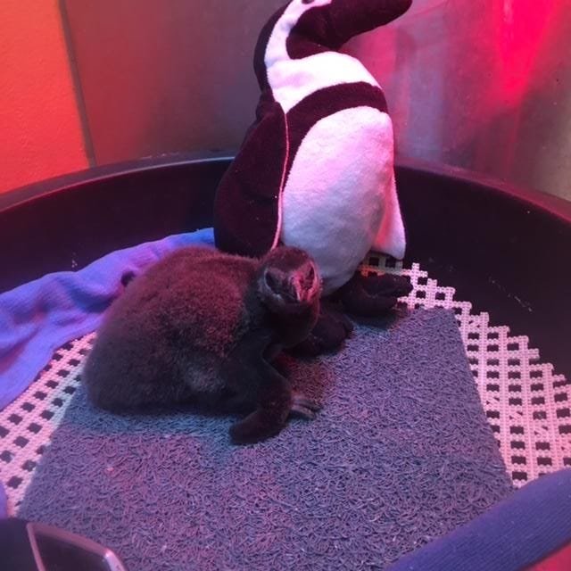 The Little Rock Zoo just hatched a baby penguin and it's adorable - Hot ...