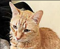 LIMON CAT IS IN THE RUNNING FOR ‘AMERICA’S FAVORITE PET’ - The Leader