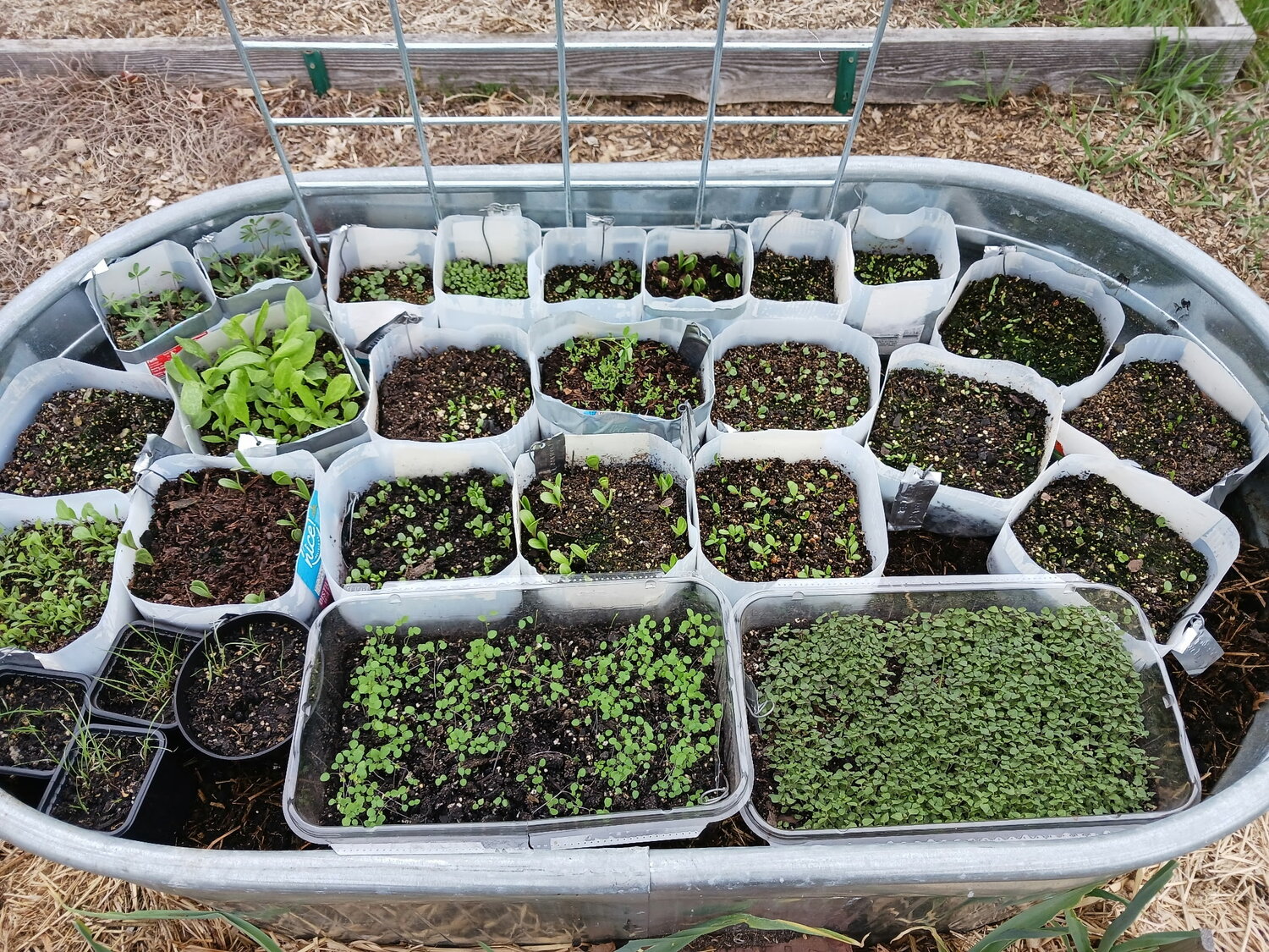 Gardening in the snow: Winter sowing takes root across Monroe County ...