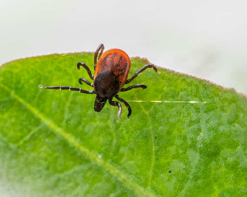 DHS Monitoring Continues to Show High Levels of Tick Activity Statewide ...