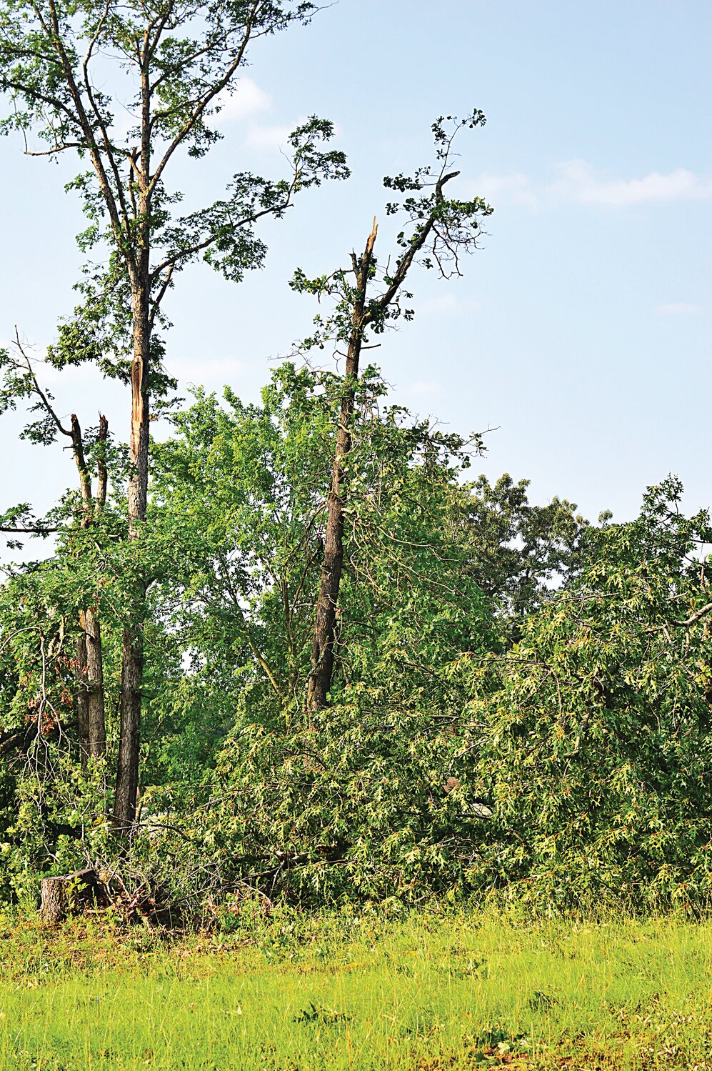 Strong winds down trees, damage structures in county - Madison County ...