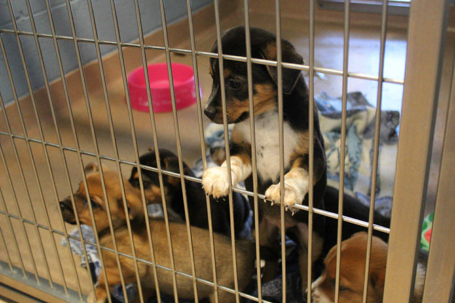 Gila County Animal Care aims to return pets back to rightful owners ...