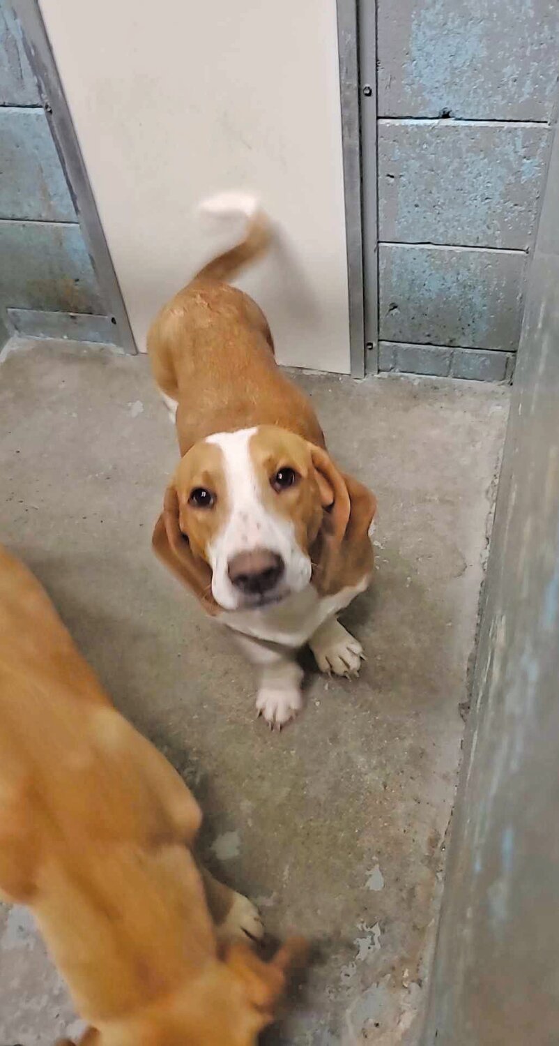 Pet of the Week: ‘Debo’ is good with other dogs - The People Sentinel