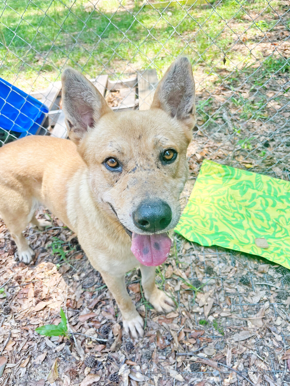 Meet Bo: A belly rub-loving shepherd mix - The People Sentinel