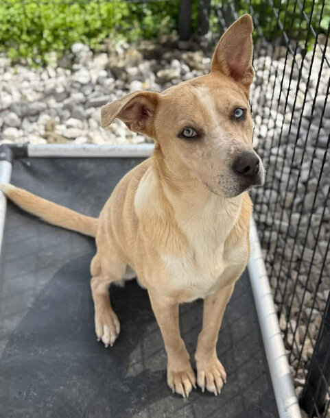 Pet of the Week - Pointe Coupee Banner
