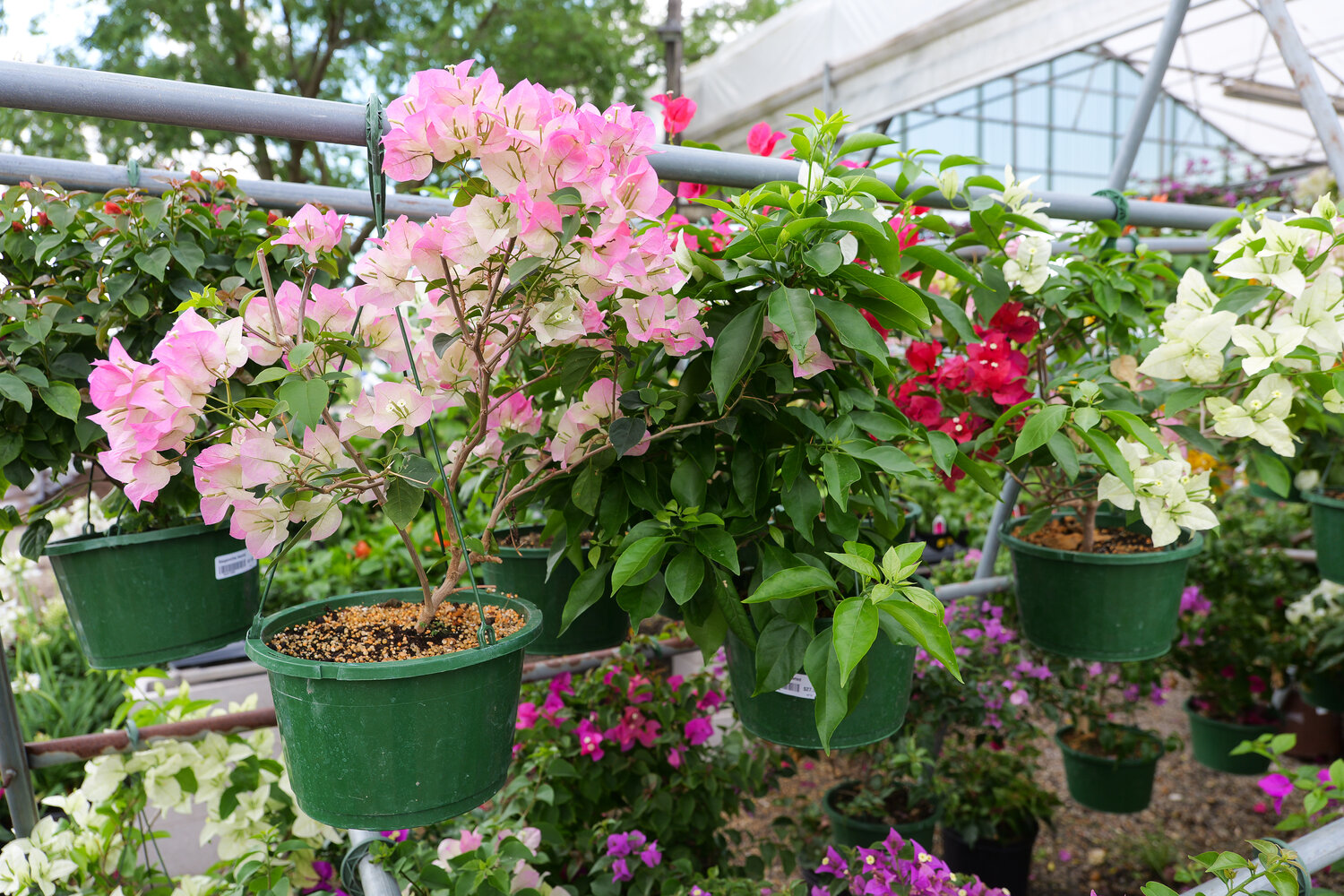 Bougainvillea captures the colorful spirit of spring, summer - Pointe ...