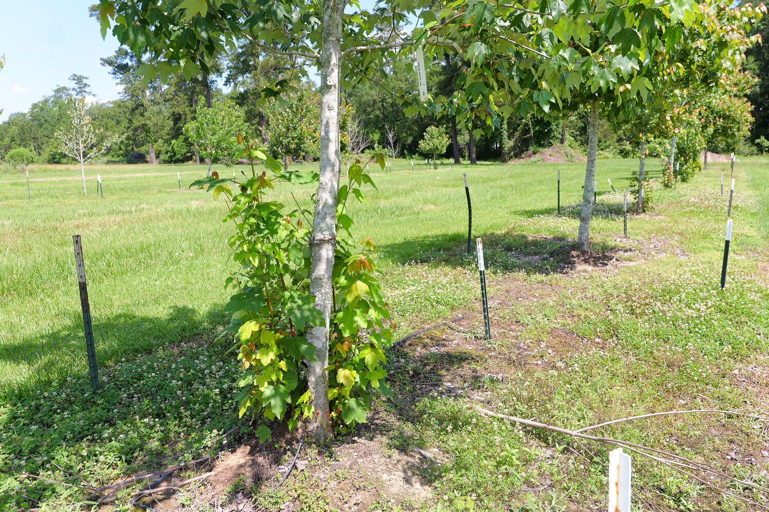 Don’t let tree suckers stick around - Pointe Coupee Banner