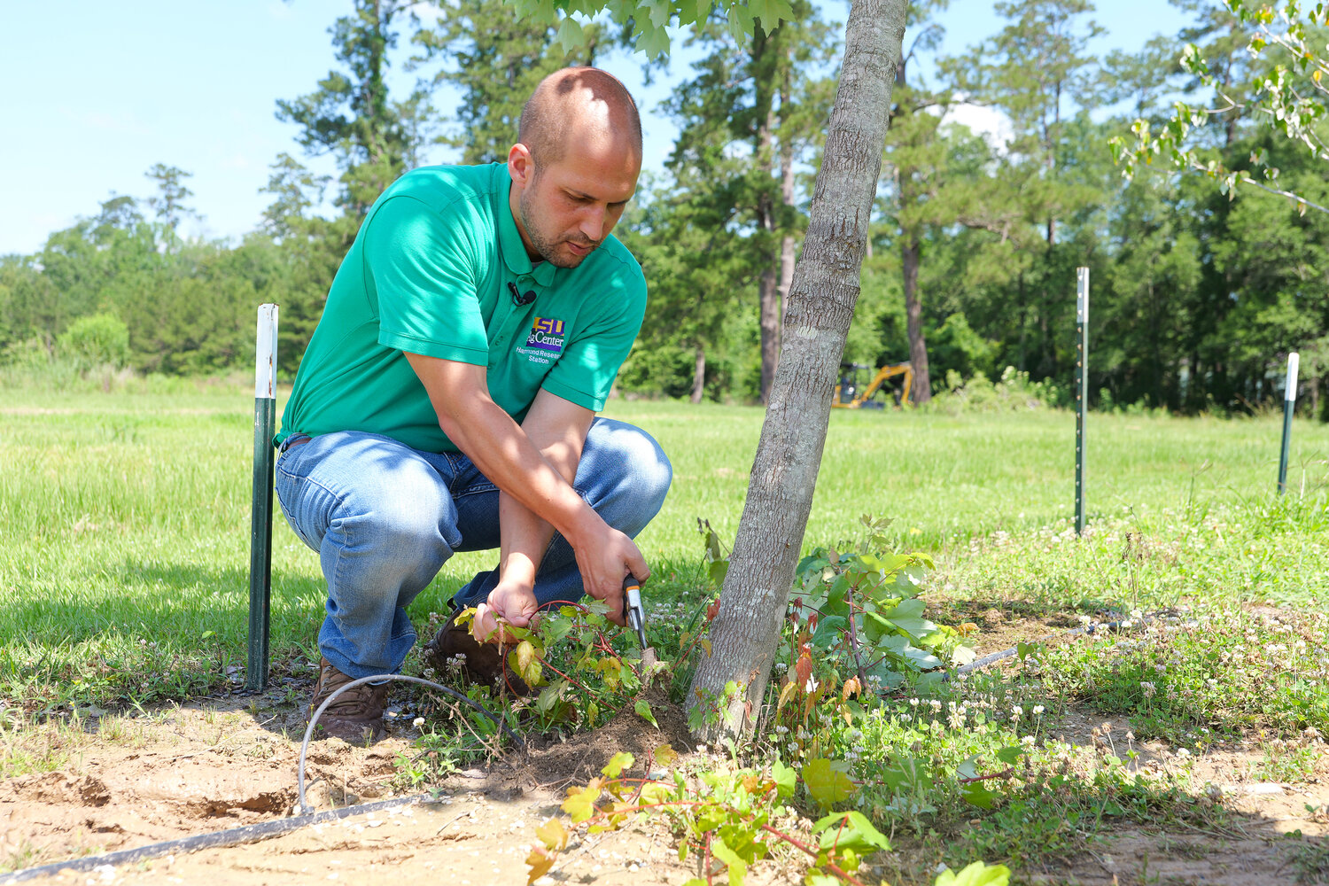 Don’t let tree suckers stick around - Pointe Coupee Banner