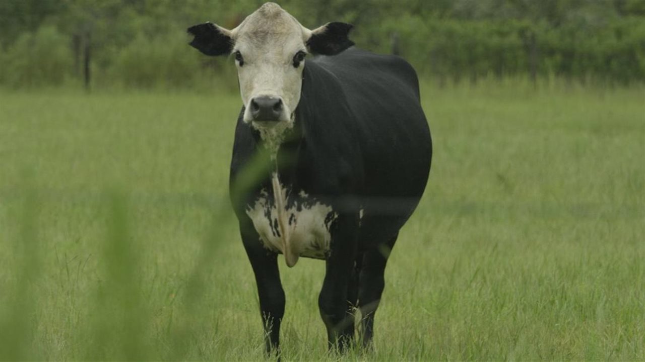 5 surprising facts about beef and sustainability - Purcell Register