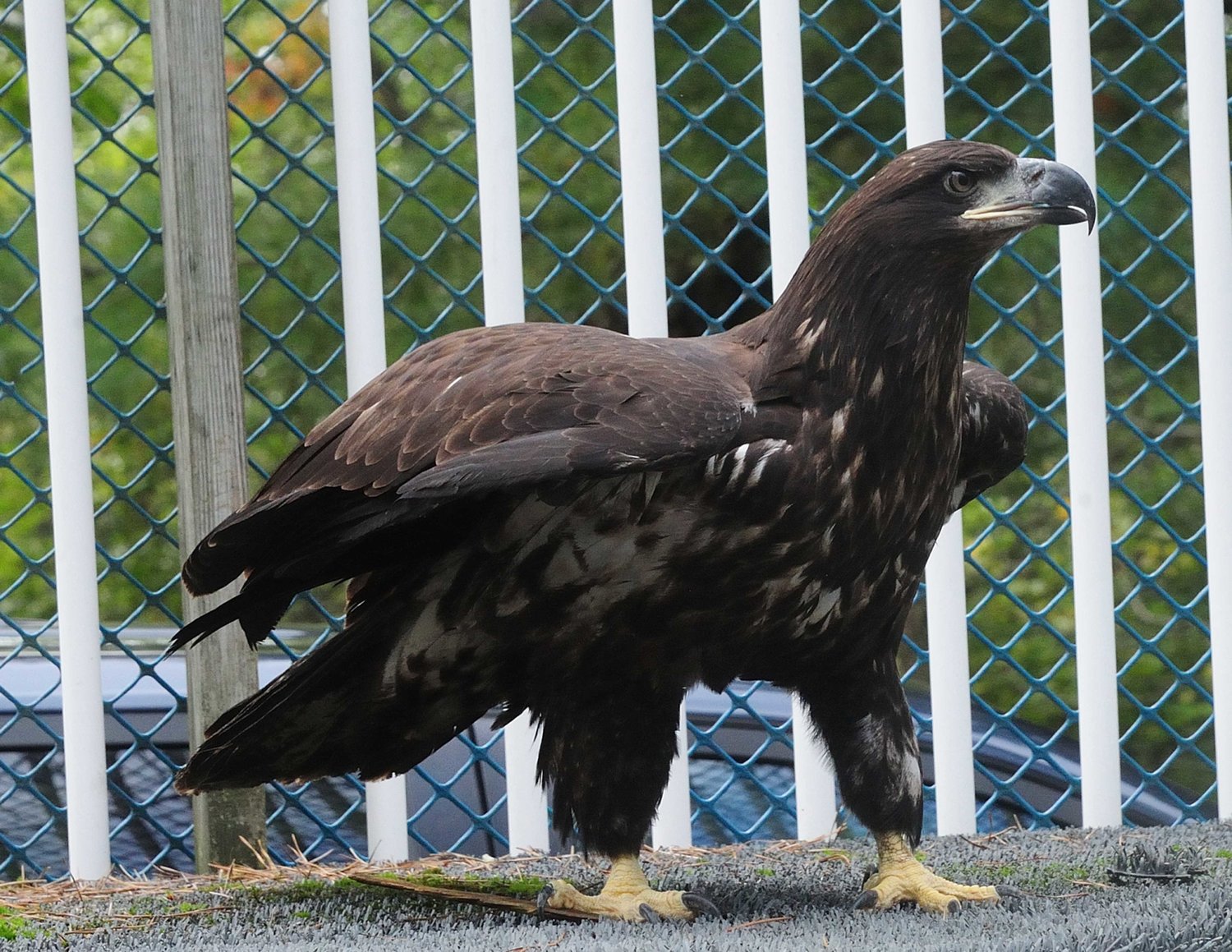 Storm-injured eagle goes back into the wild | The River Reporter