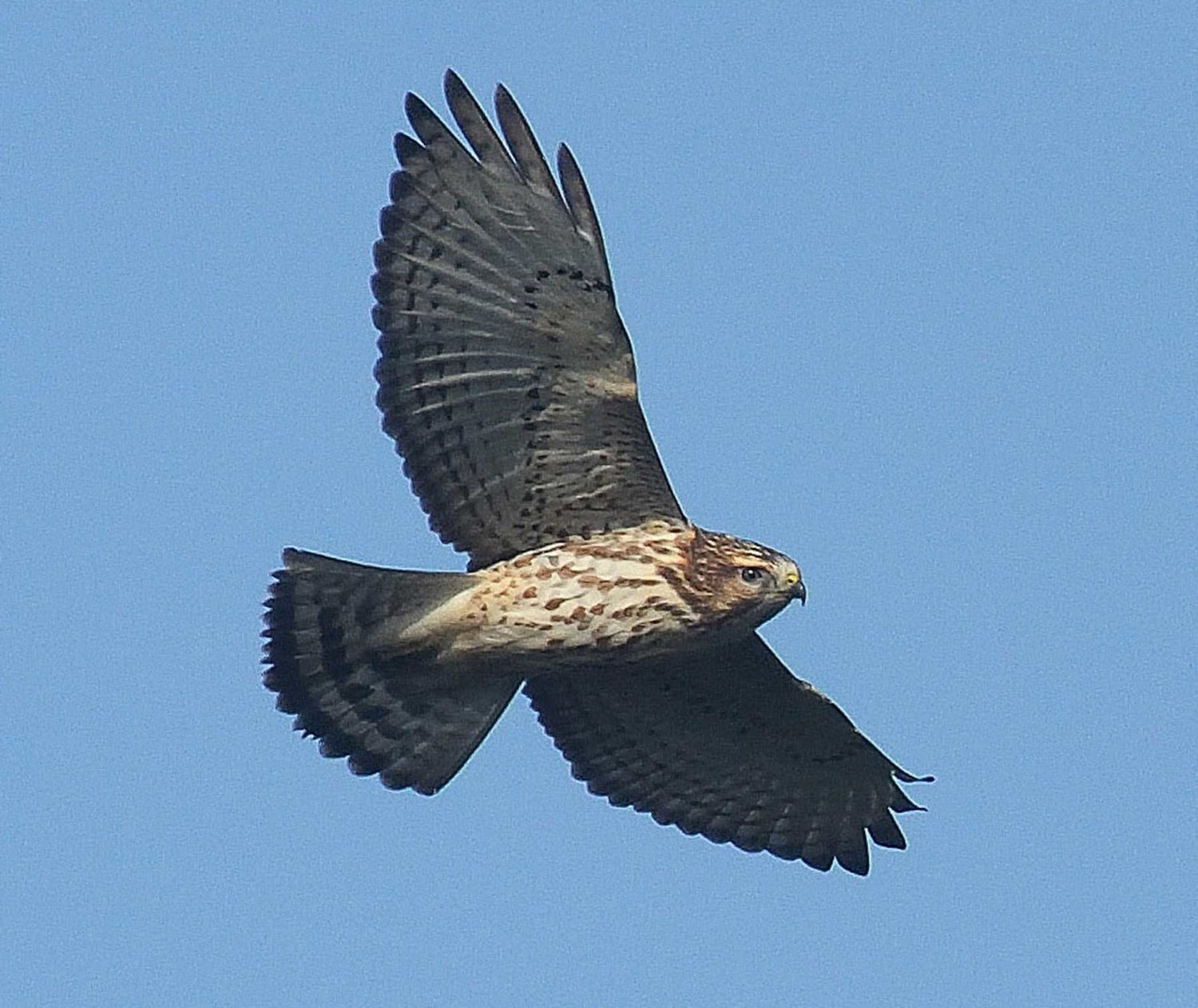 The flight of the broad-winged hawks | The River Reporter