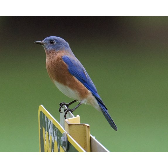 Symbols of NY @ MEEC | The River Reporter