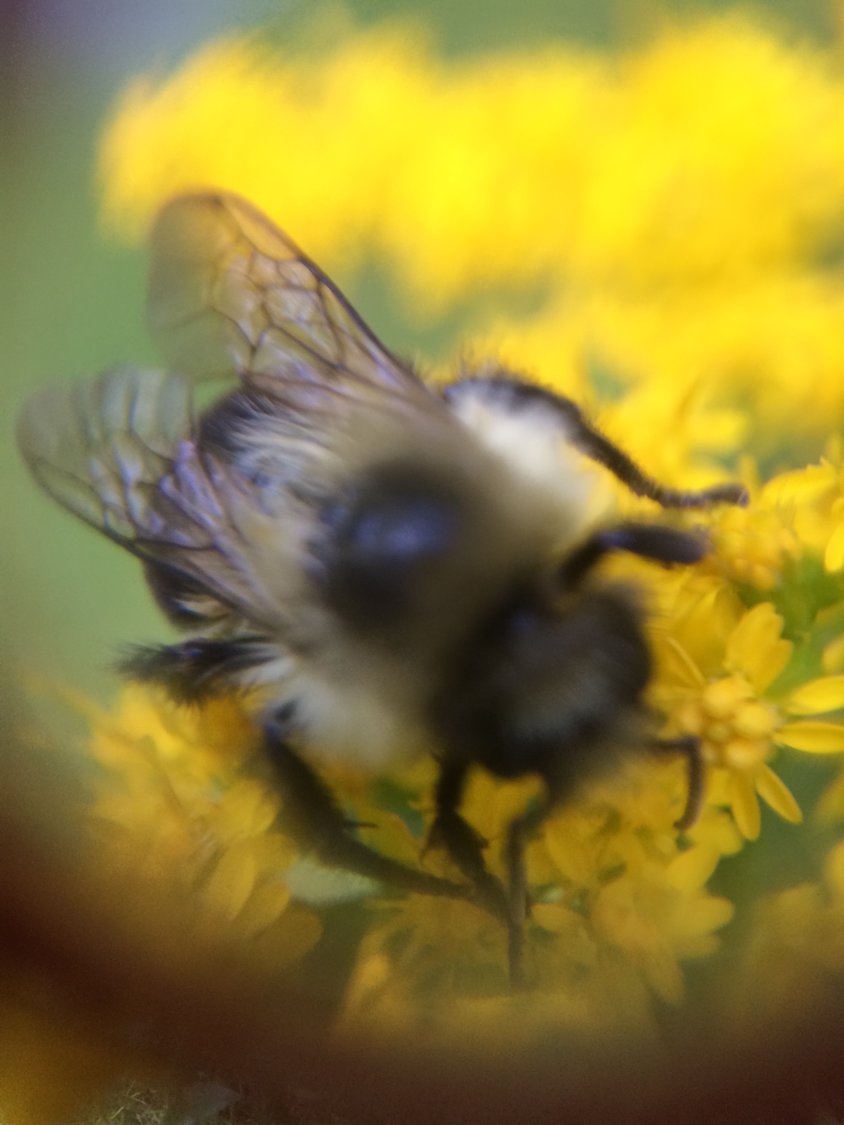 To bee or not to bee | The River Reporter