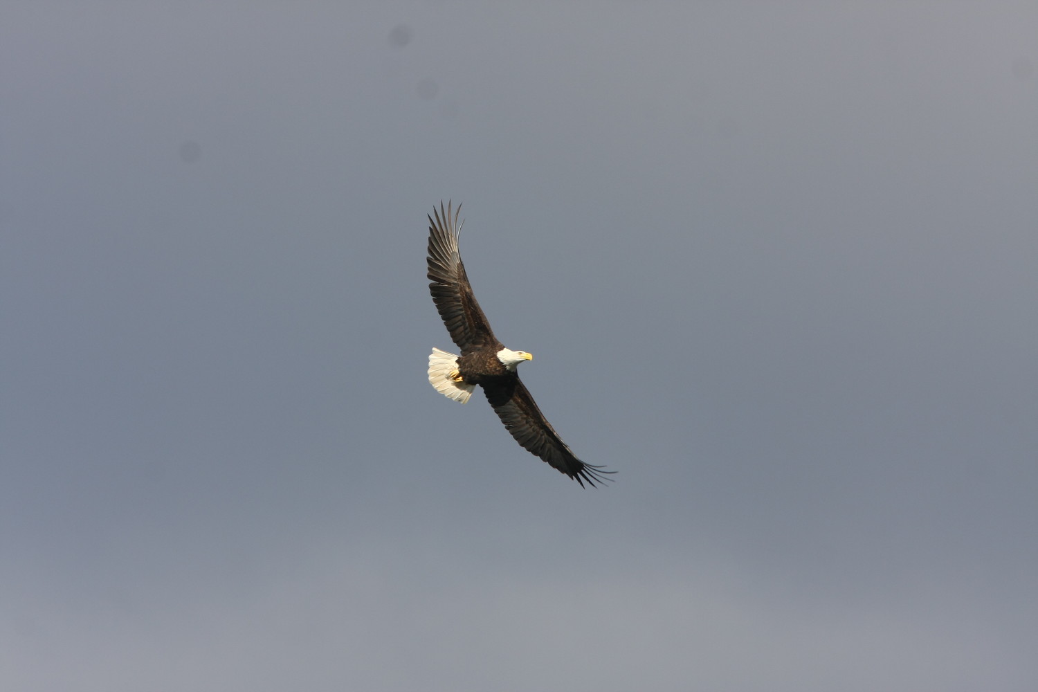 Eagle Watch Bus Tour @ DHC | The River Reporter