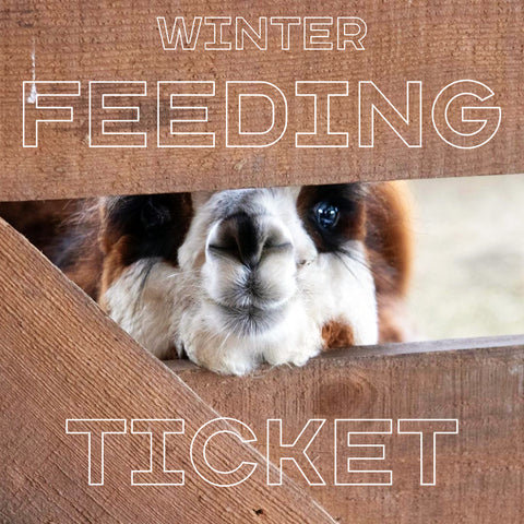 Alpaca Feeding @ Buck Brook Alpacas | The River Reporter