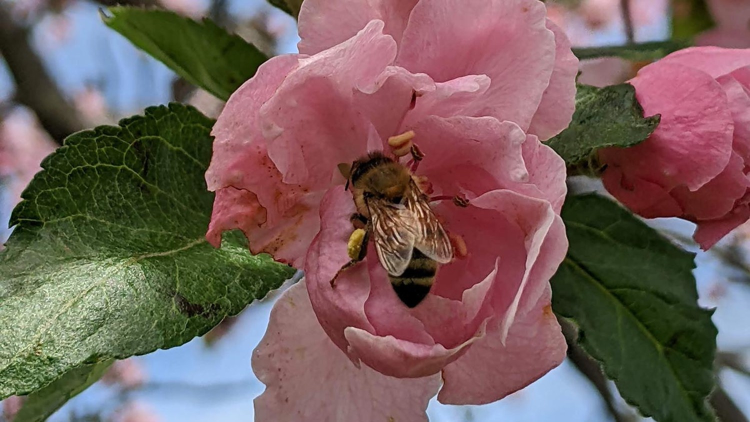 Pollinators and Their Plants @ DHC | The River Reporter