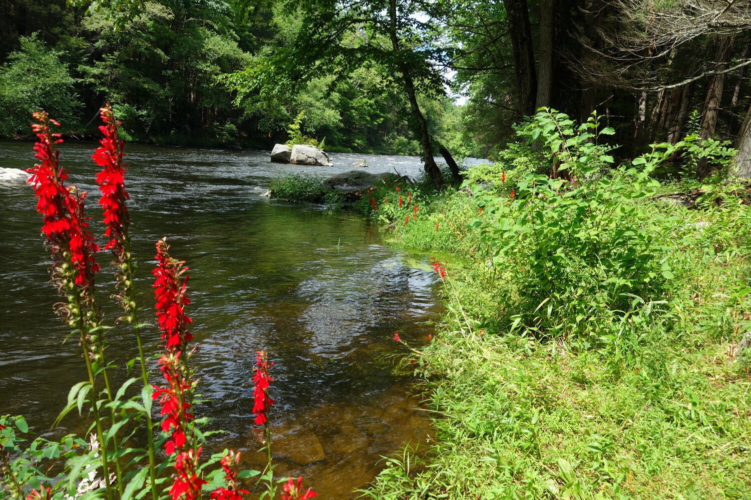 Program: 'Save Orange County's last remaining wilderness' | The River ...