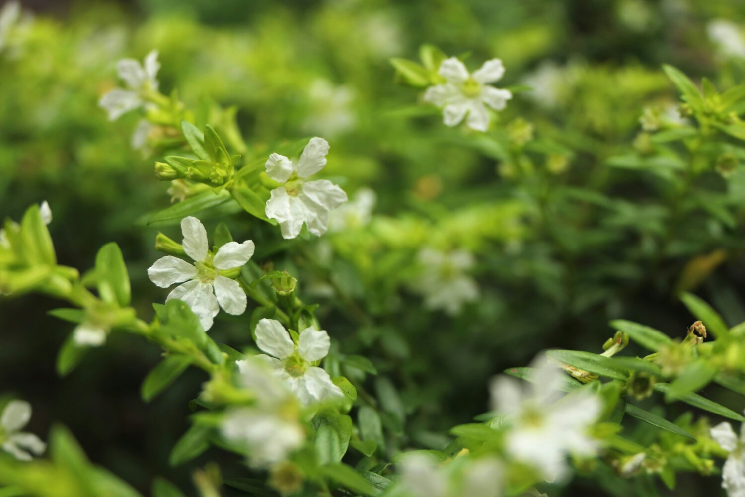 County taking tree and shrub orders | The River Reporter