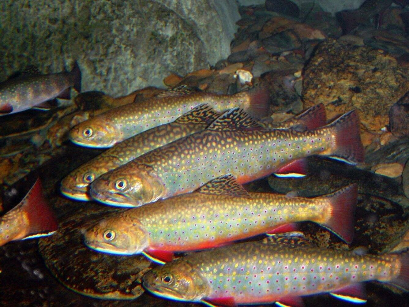 Trout season for spring 2025 in NY opened April 1 | The River Reporter