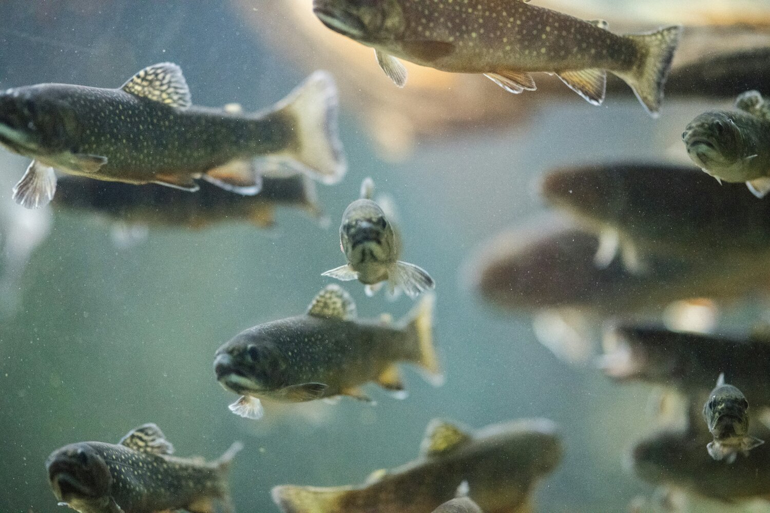 Activities for anglers while not angling | The River Reporter