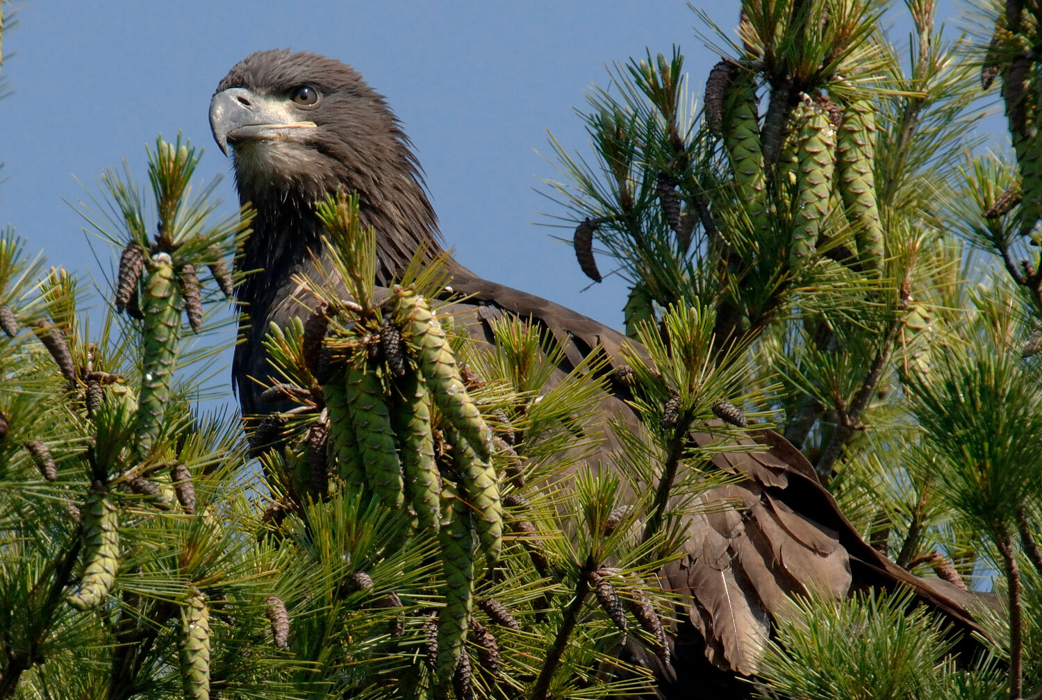 Eagle flight school | The River Reporter