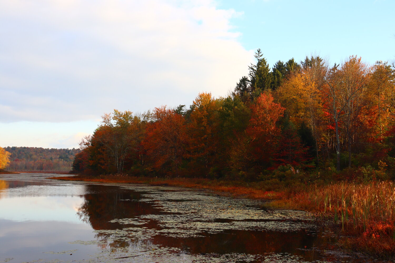 Looking out for leaf peeping | The River Reporter