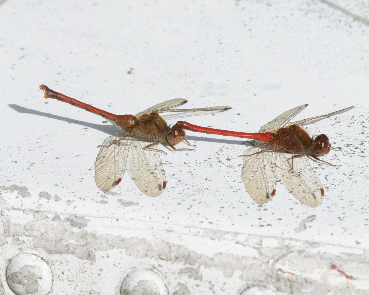Breeding insects just before the snow flies | The River Reporter