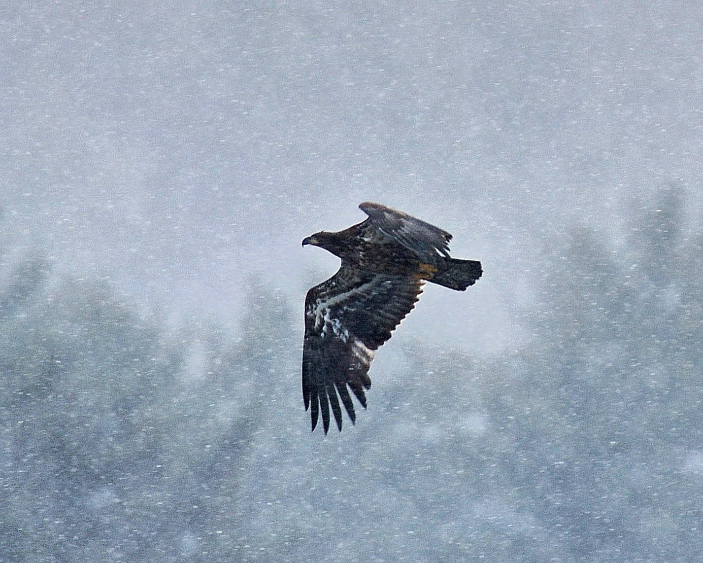 Monroe Conservation hosts bald eagle field trip | The River Reporter