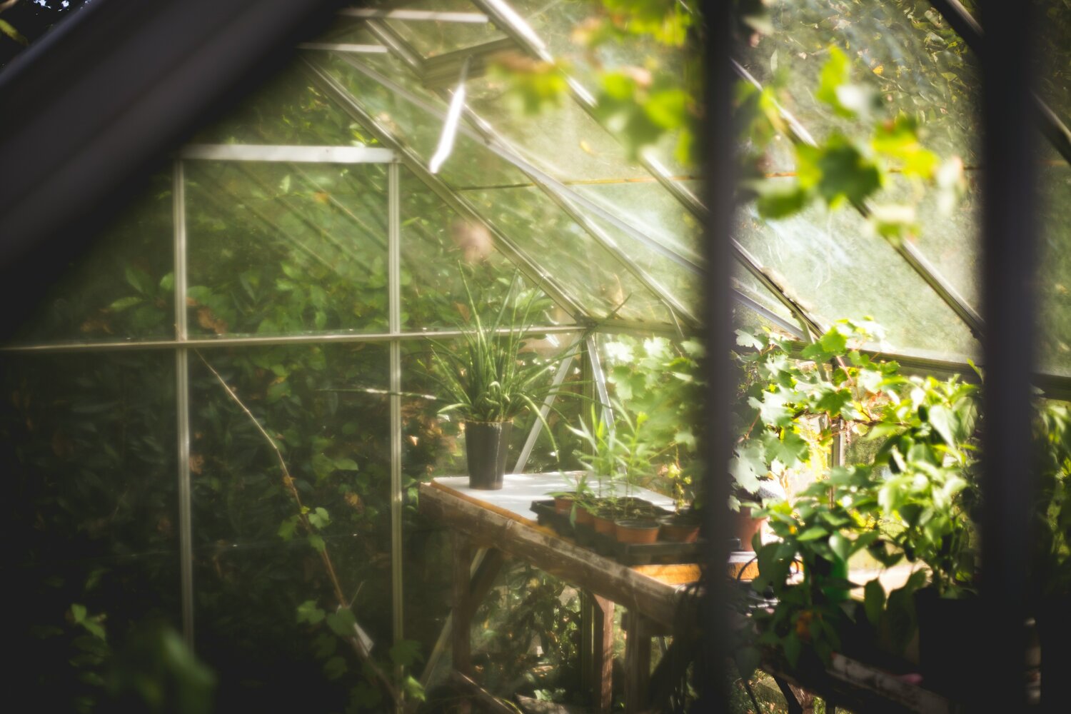 Greenhouse and hydroponic production the topic of Penn State Extension ...