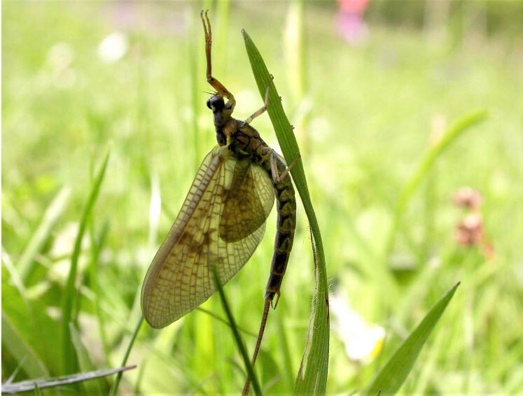 Fishing the green drake hatch | The River Reporter