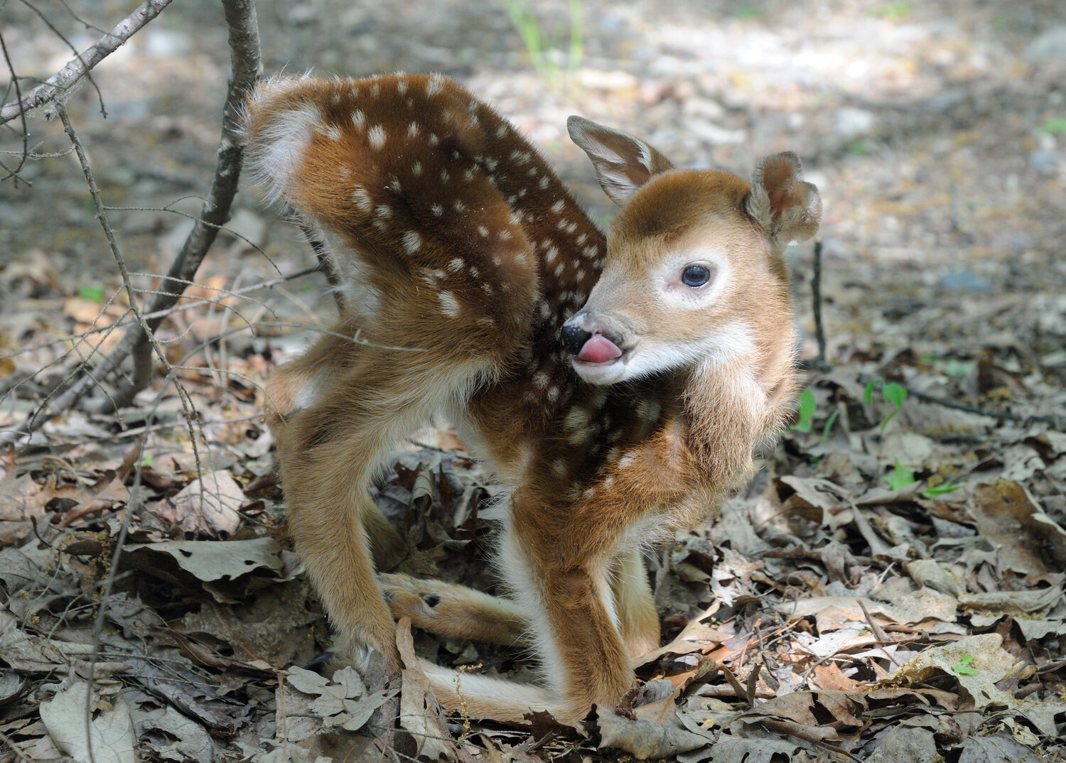 Coming of the fawns | The River Reporter