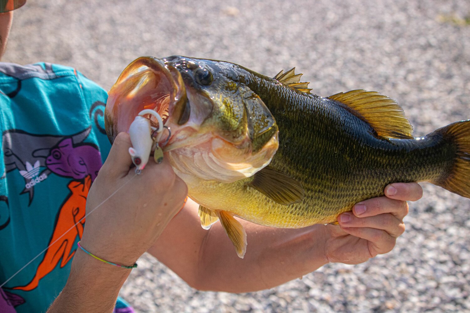 Black bass season opens in NY State | The River Reporter