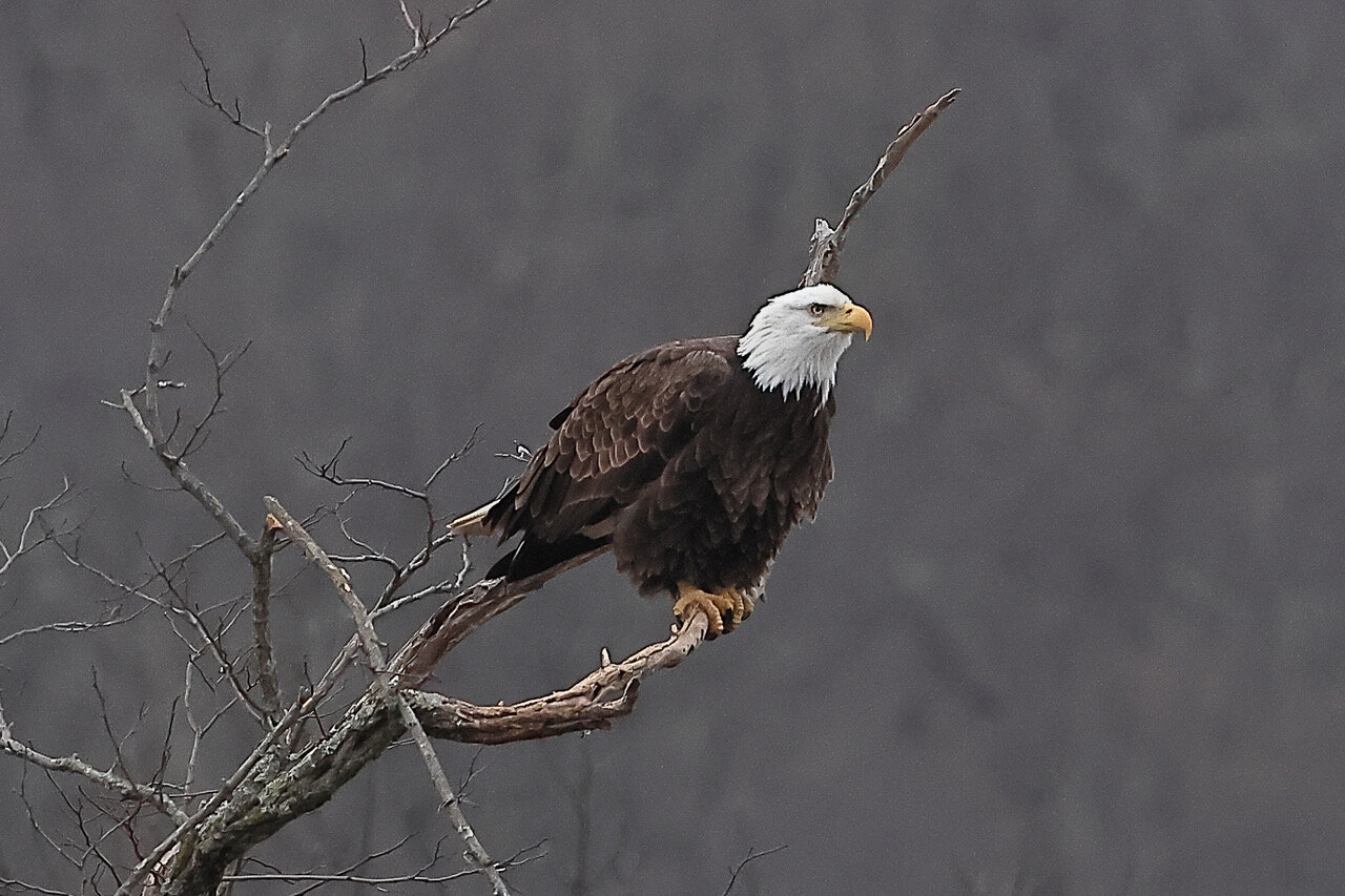Winter Eagle Watching with the Delaware Highlands Conservancy ...